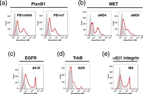 Facs Analysis Of Peptide Grafted Fc Protein Binding To Cell Surface