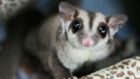 Report Text Multiple Choice Quizalize