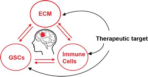 恶性胶质母细胞瘤进展的多方面机制和临床意义 Cancer And Metastasis Reviews X Mol