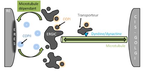 Implication Du Compartiment Intermédiaire Ergic Dans Le Transport