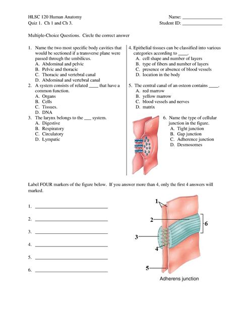 fall 2022 assignment 1 questions hlsc 120 human anatomy name