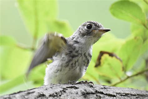 コサメビタキ 2018 06 10 日本の野鳥識別図鑑