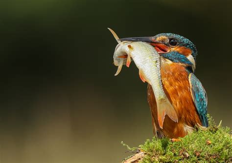 Birds Common Kingfisher Fish Food Beak Head Hd Wallpaper Rare
