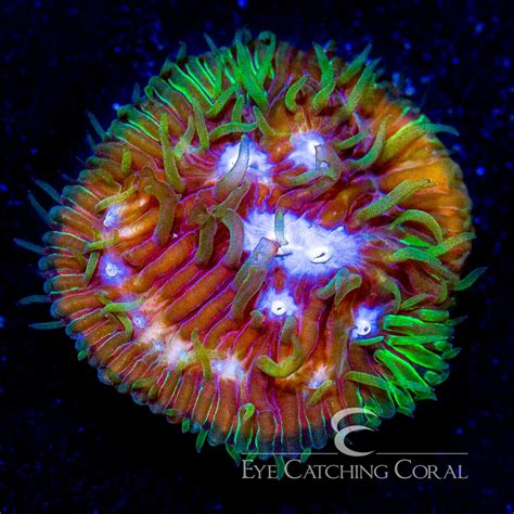 Ecc Sapphire Lithophyllon Frag Aquacultured Frags Eye Catching Coral