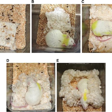 Example Of Nests In The Nest Building Test A Score The Mouse Did Download Scientific