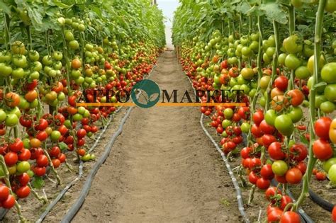 Томат Барибине: описание сорта помидоров, характеристики. Особенности ...