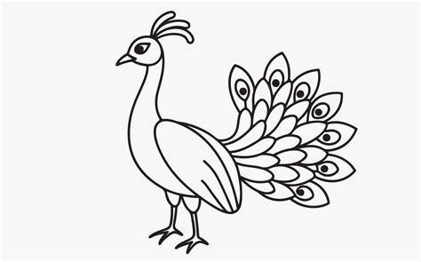 Pecock Line Art Image Illustration 50891526 Vector Art At Vecteezy