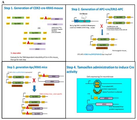 Development And Characterization Of A Genetic Mouse Model Of Kras Mutated Colorectal Cancer Pmc