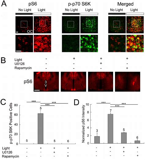 Light Induced S6 Activation In The Scn Download Scientific Diagram