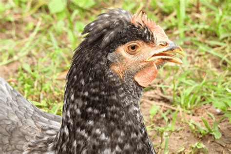Guide To Sapphire Olive Egger Hybrid Breed Chickens