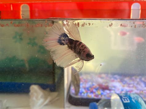 What Gender Is It Rparrots