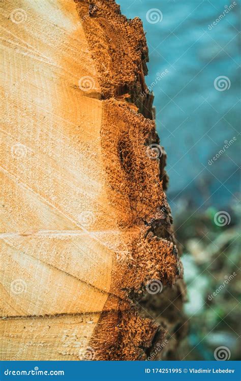 Close Up Shot Of Tree Log With Bark Stock Image Image Of Shot Bark