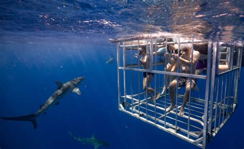 Shark Cage Dive Oahu North Shore 2 Hours Adrenaline