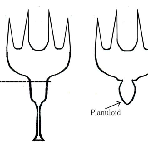 Amputation Of Cassiopea Sp Polyp Between Its Stalk And Calyx Left