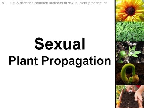 Plant Propagation Sexual Reproduction Of Plants A List