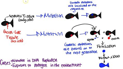6e G Somatic And Gametic Mutations