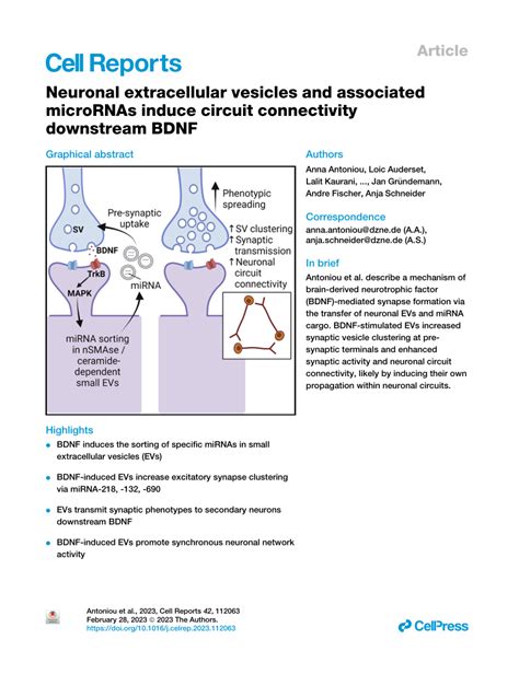 Pdf Neuronal Extracellular Vesicles And Associated Micrornas Induce Circuit Connectivity