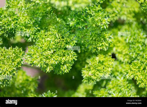 Fresh Parsley Growing In Garden In Close Up Healthy Food Background
