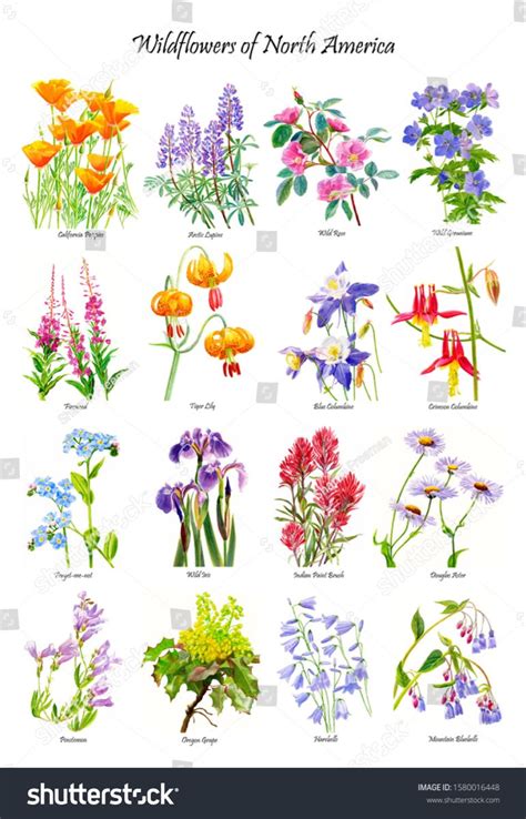 Native Prairie Wildflowers Of North America Flowers Of The Etsy Artofit