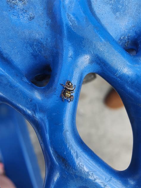 Jumping Spider R Whatsthisbug