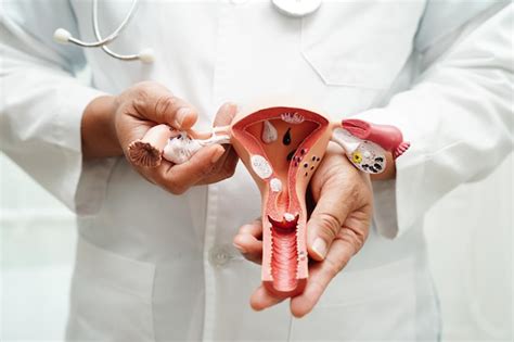Médico De Enfermedades Estomacales Con Modelo De Anatomía Para El