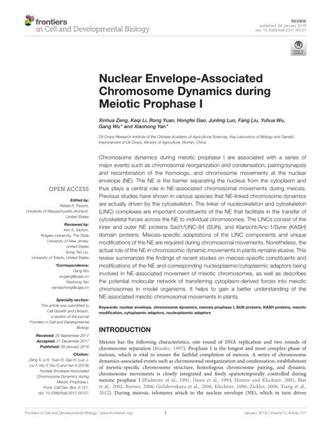Pdf Nuclear Envelope Associated Chromosome Dynamics During Meiotic Prophase I
