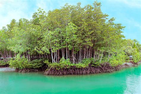 The Forest Mangrove With Blue Sky Background Stock Photo At