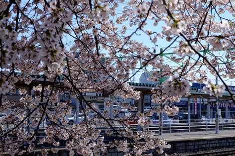そのほか各所の桜さくらの名所みる須賀川観光協会すかがわ観光公式ポータルサイト