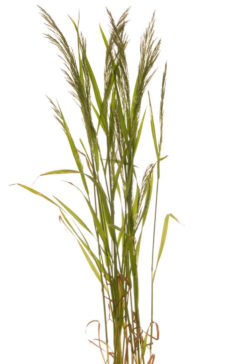 Green Grass White Background