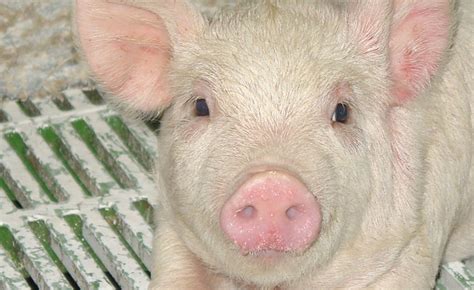 豚から始まるエコ豚のフンが地域のおいしいをつくる どっこいしょニッポン 畜産に生きる