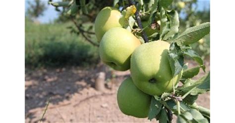 През септември се берат късните сортове Български Фермер