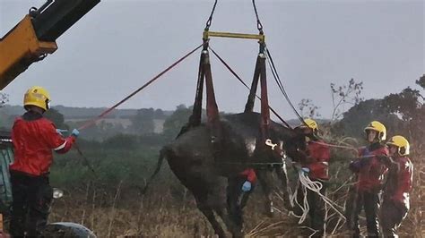 Cows Pulled From Underground Slurry Pit By Fire Crews Bbc News