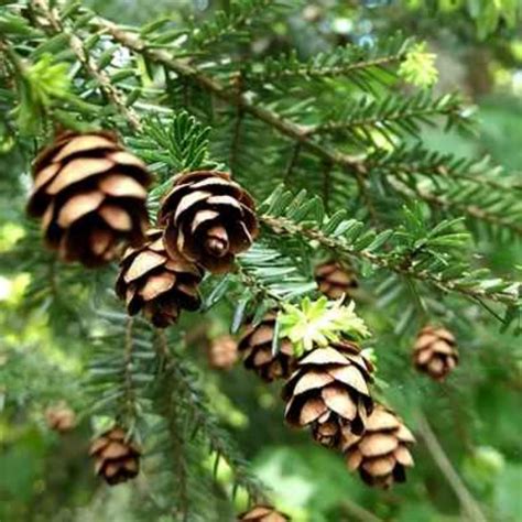 Eastern Hemlock Tree Seeds Tsuga Canadensis Etsy