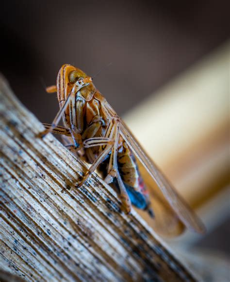 Free Images Invertebrate Close Up Pest Macro Photography Net