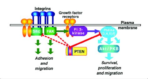 Reported Sites Of Action Of Pten Extracellular Interactions Trigger