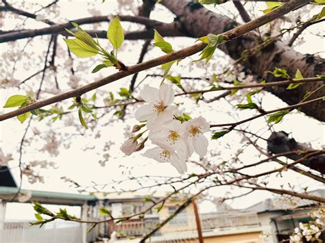 春桜が咲きました光明童園熊本県の児童養護施設 チャボナビ