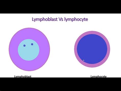 Lymphoblast