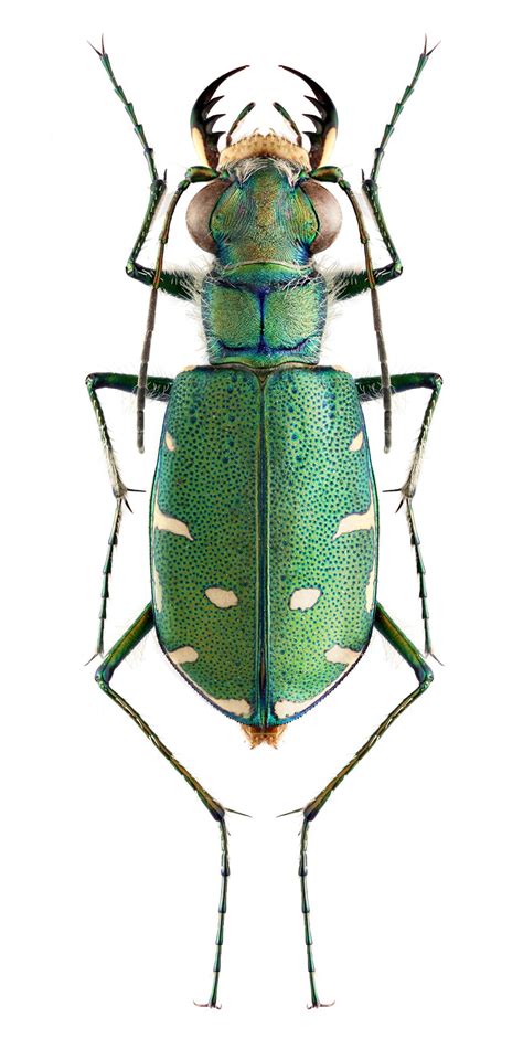 Cephalota Taenidia Galathea Beetle Insect