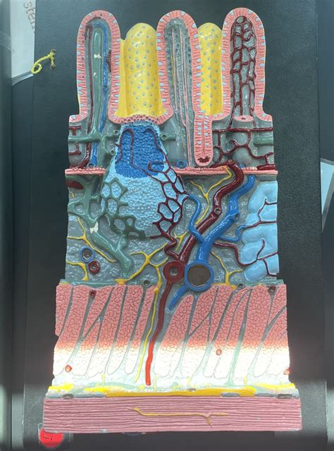 Intestine Villi Model Diagram Quizlet