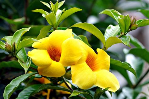 70 Free Sárga Allamanda And Allamanda Images Pixabay