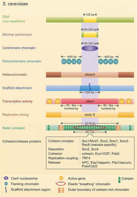 Domain Organization At The Centromere And Neocentromere Developmental Cell