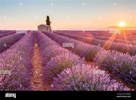 Valensole Plateau Provence France Sunrise In A Lavender Field In