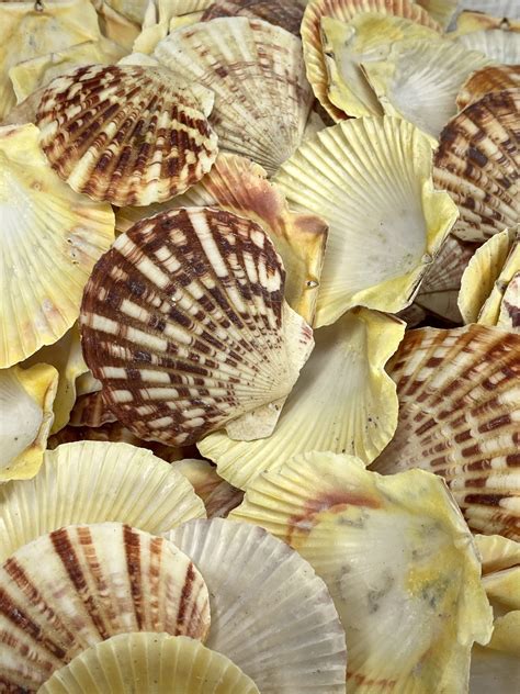 Pecten Macarensis Buy Shells Online Shell Paradise