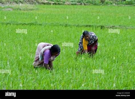 Women Working In A Rice Field In Gingee In Tamil Nadu South India Stock