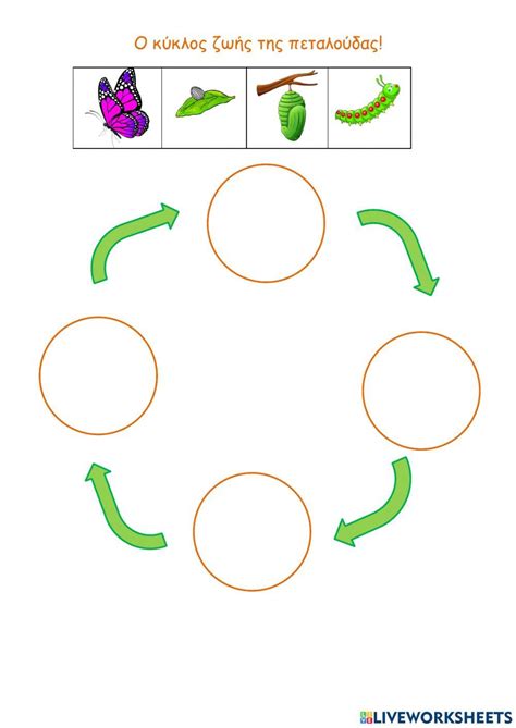 Ο κύκλος ζωής της πεταλούδας Interactive Worksheet Live Worksheets