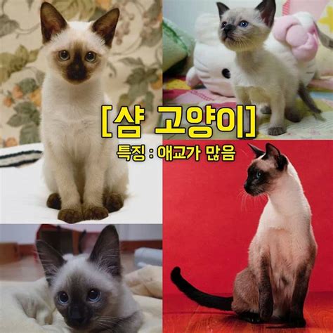고양이의 종류 인스티즈 Instiz 인티포털 카테고리