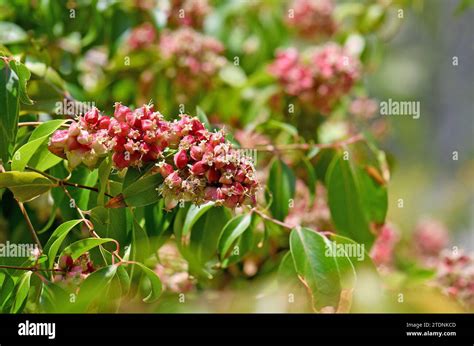 Australian Native Seed Pod Hi Res Stock Photography And Images Alamy
