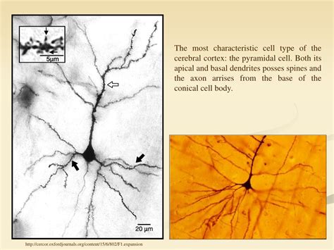 PPT Cerebral Cortex Primary Cortical Areas PowerPoint Presentation ID