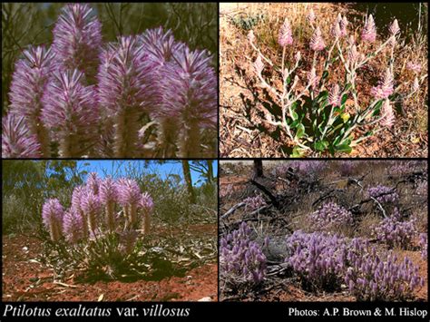 Taxon Profile Of Ptilotus Exaltatus Var Villosus Benl Florabase