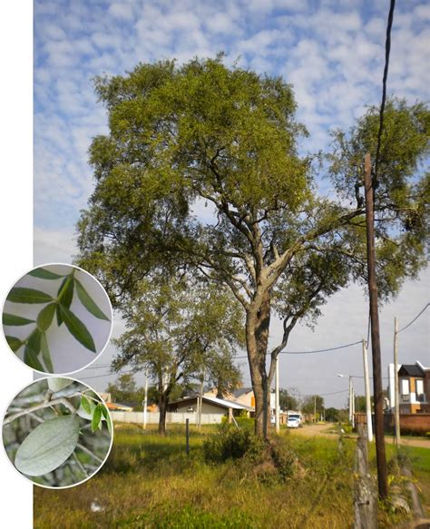 V E R D E C H A C O Abril 2010